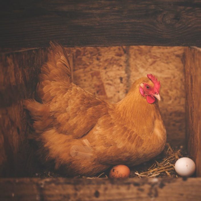 De broedtijd van een kip – de Broedgids