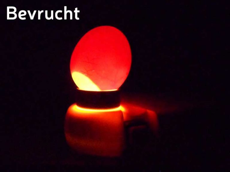 Eendeneieren schouwen! Wat is het en hoe werkt het?