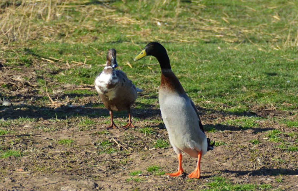 Eendensoorten - Eend.net