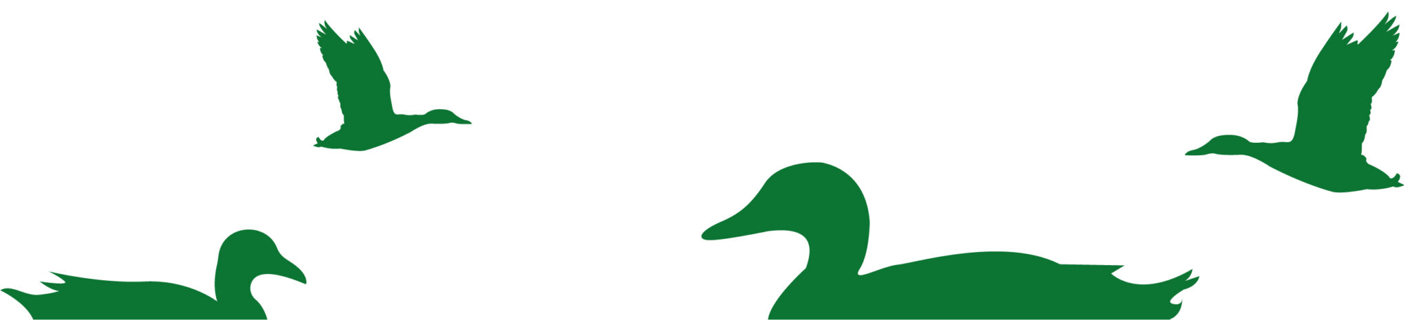 Alles over de Hollandse kwaker en zijn luide gekwaak - Eend.net