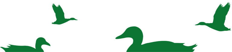 Alles over de Hollandse kwaker en zijn luide gekwaak - Eend.net