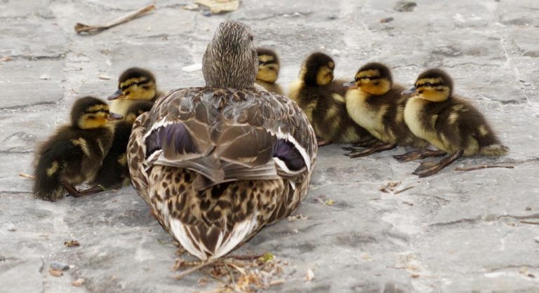 Alles over de wilde eend - Eend.net