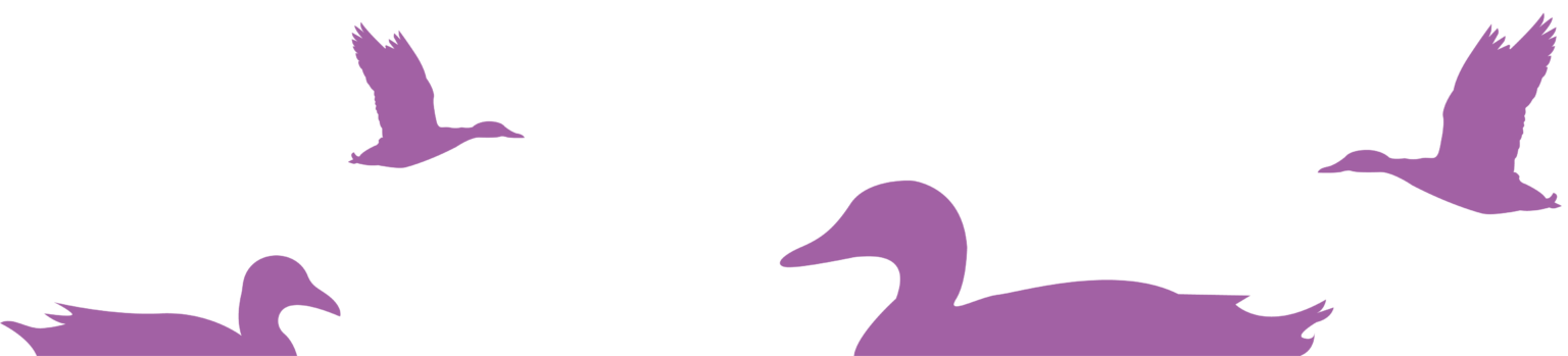 De Muskuseend of Kaapse eend houden en verzorgen!