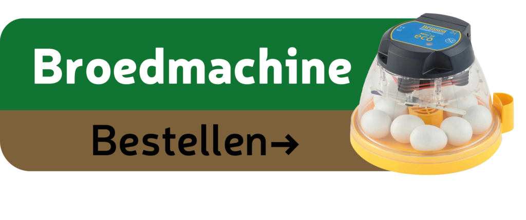 Alles over de Hollandse kwaker en zijn luide gekwaak - Eend.net