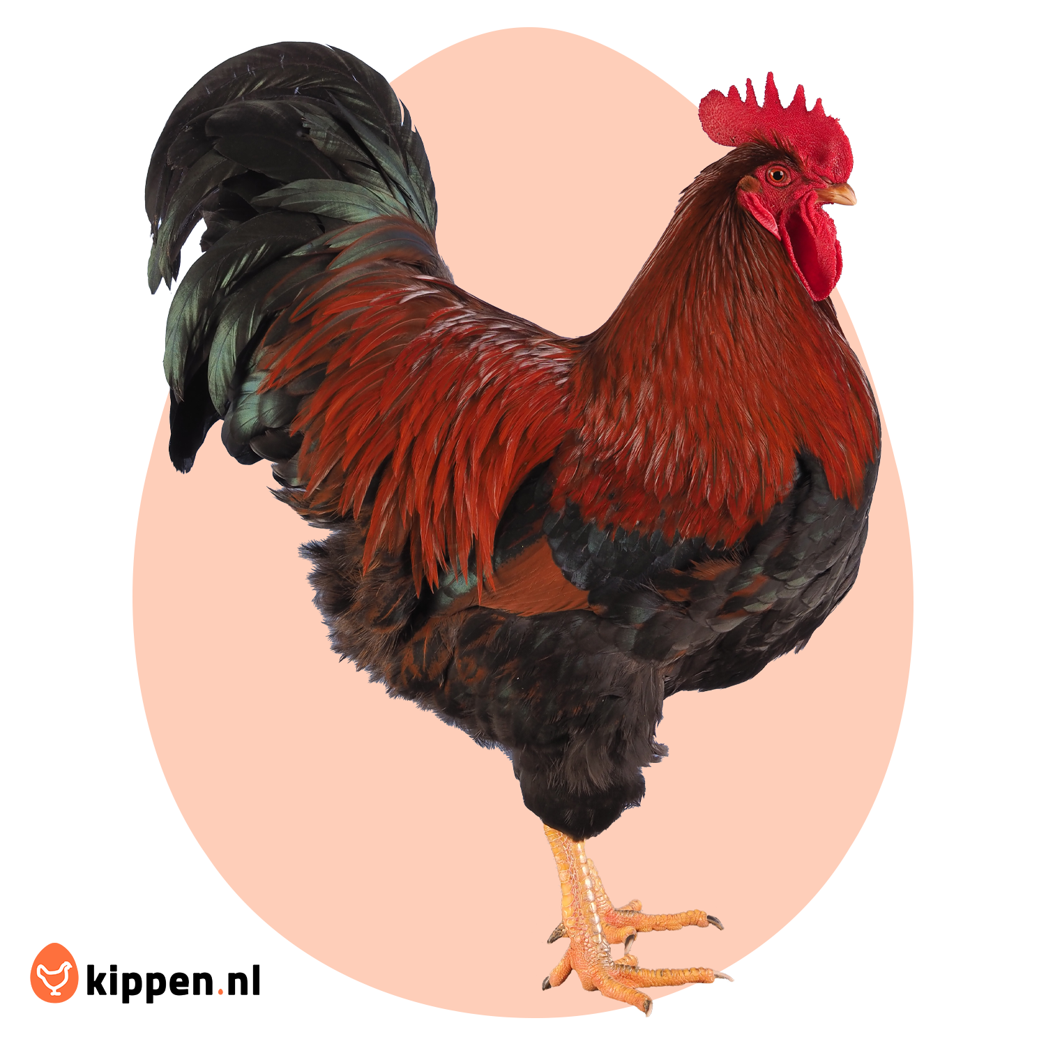 Welsumer – Kippen.nl