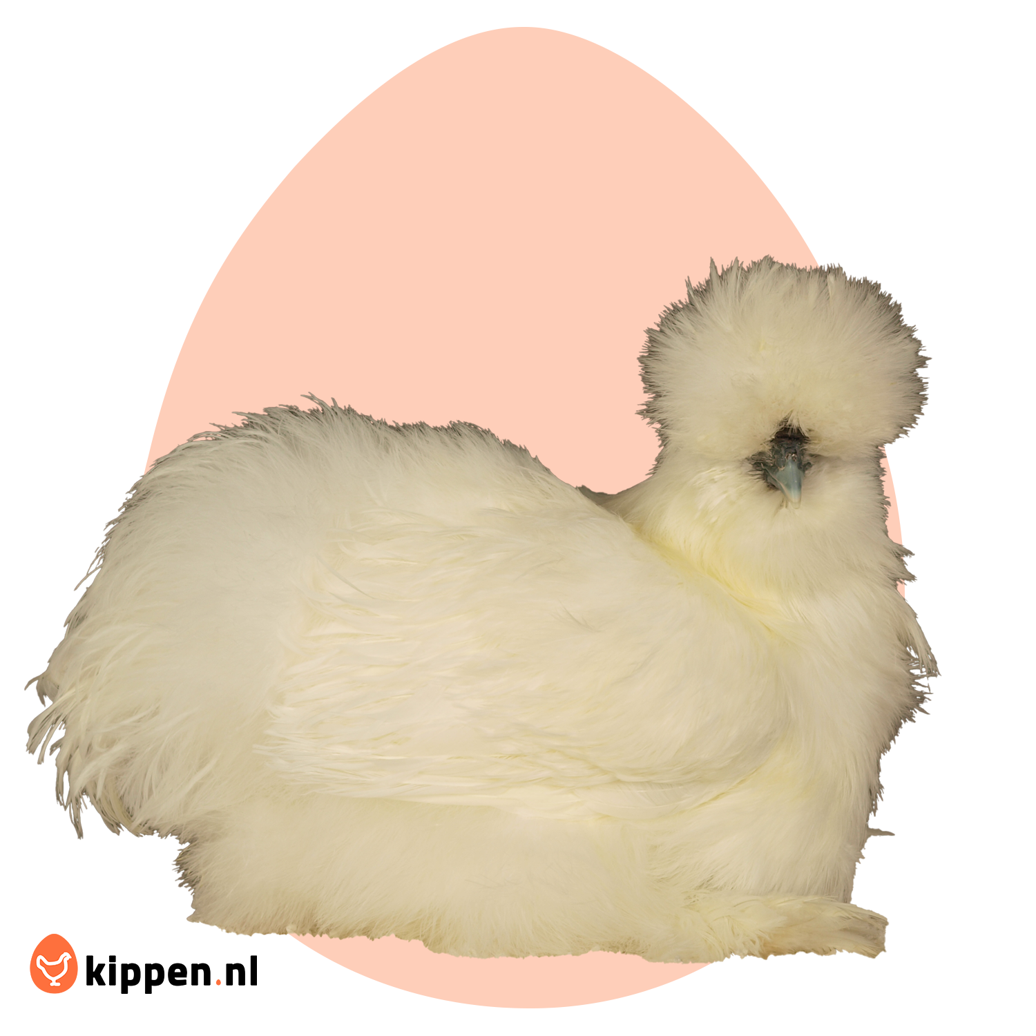 Zijdehoen – Kippen.nl