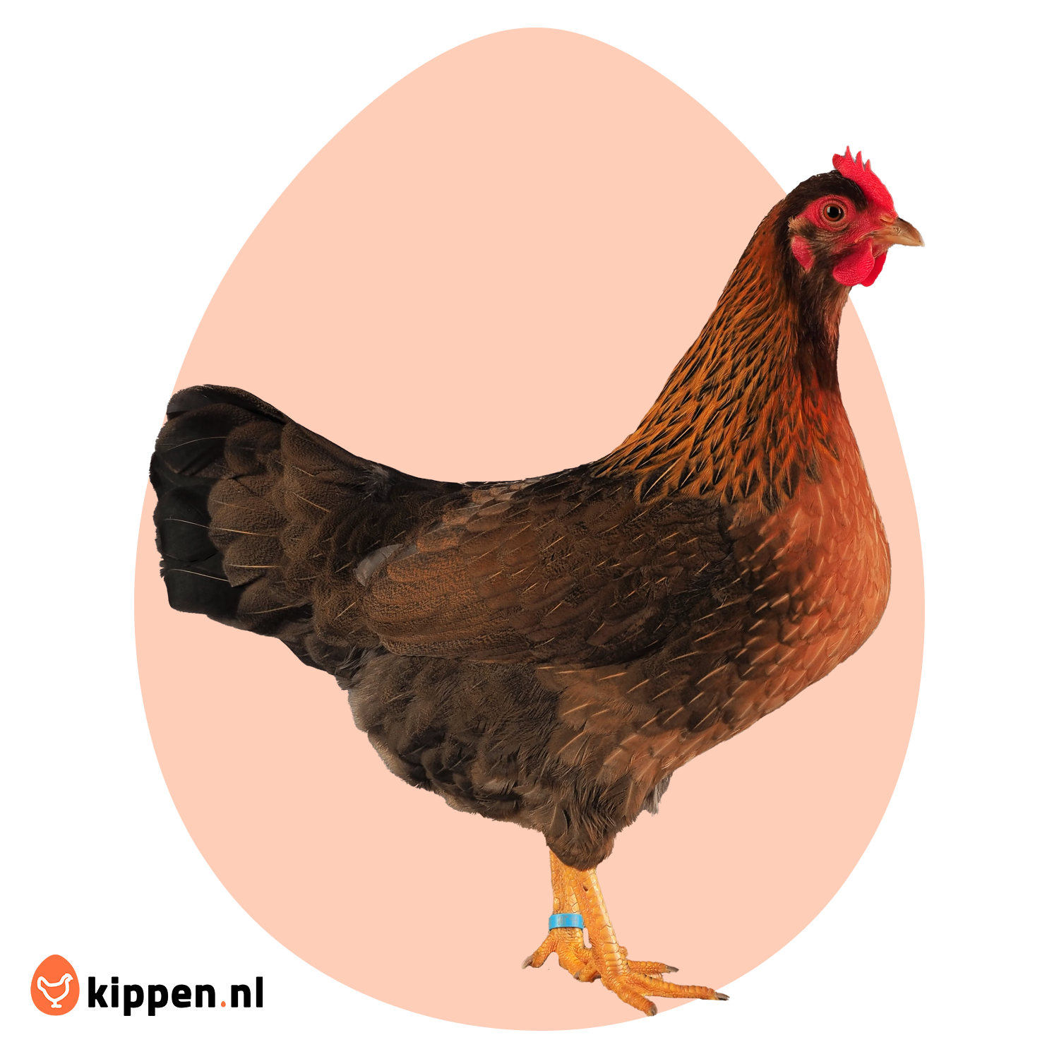 Welsumer kriel – Kippen.nl