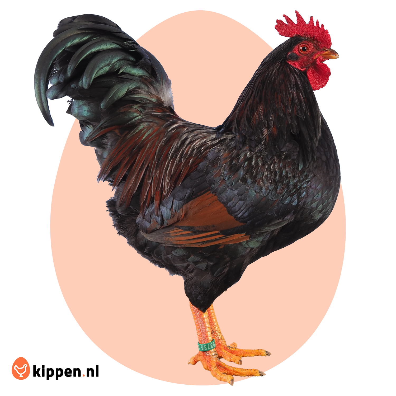 Barnevelder kriel – Kippen.nl