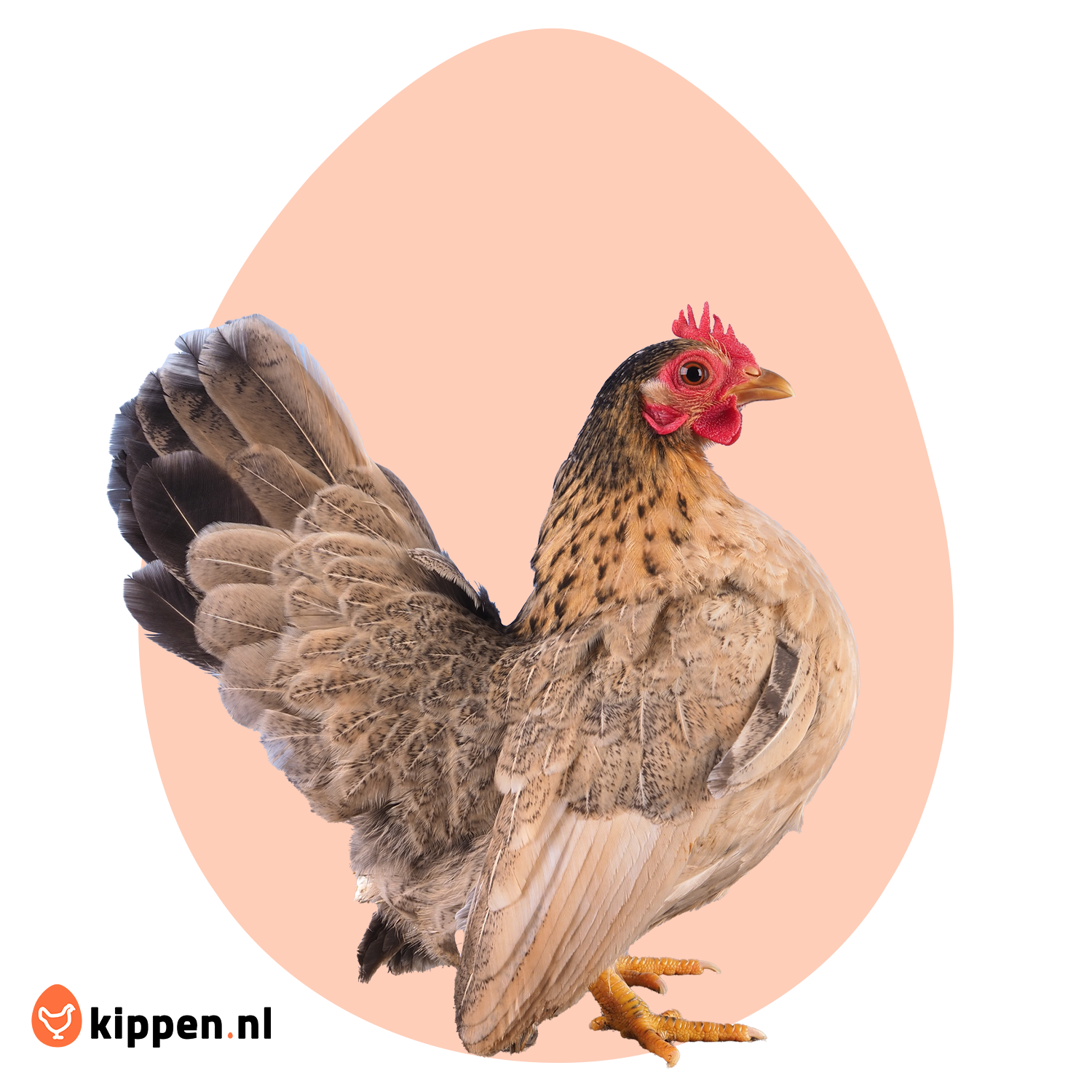 Serama – Kippen.nl