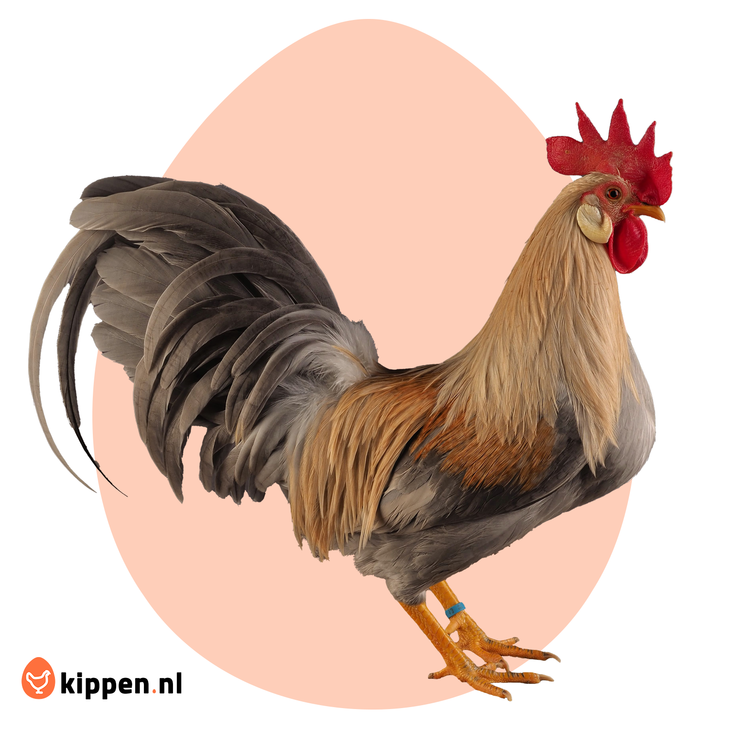 Leghorn kriel – Kippen.nl
