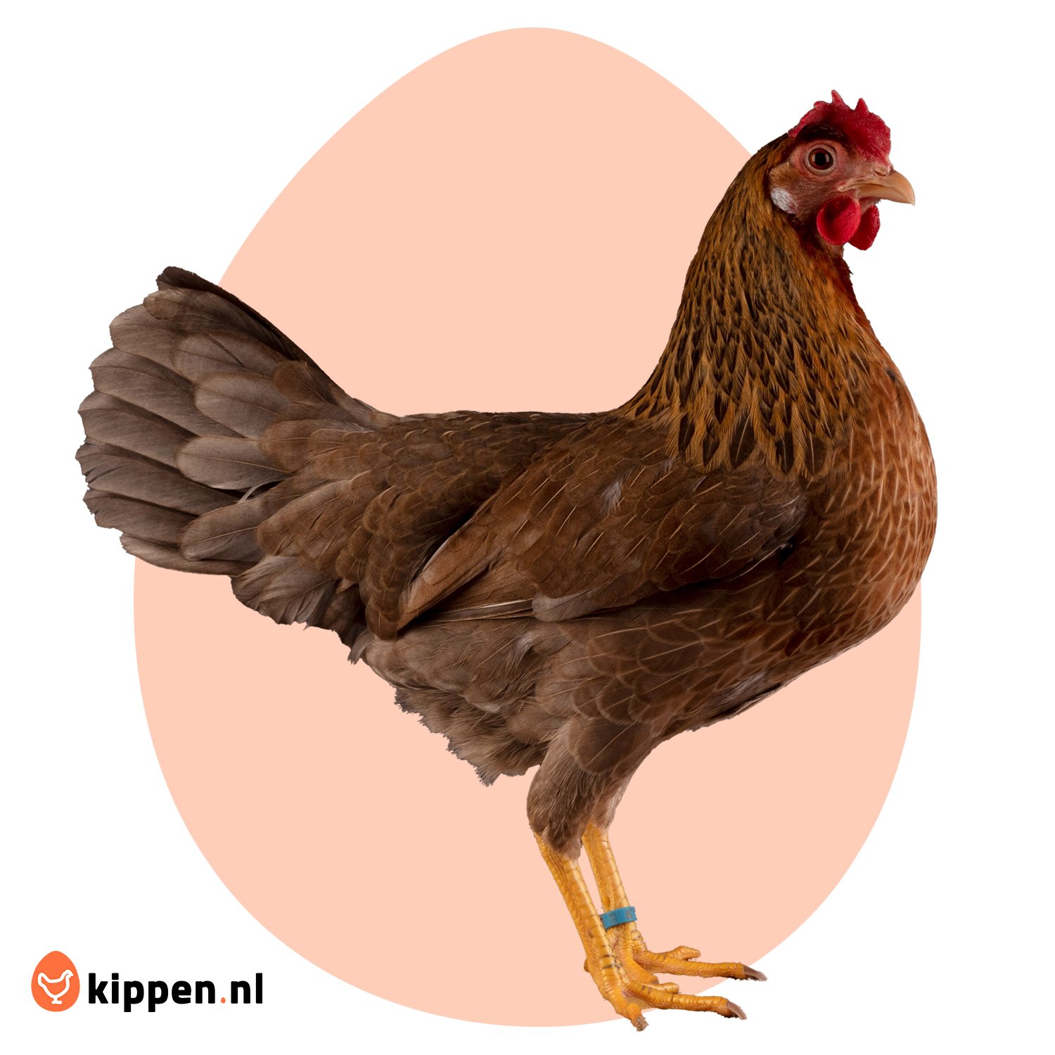 Leghorn kriel – Kippen.nl