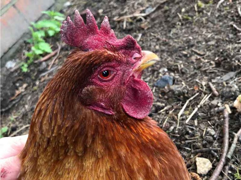 Ziektes - Kippenziekten.nl